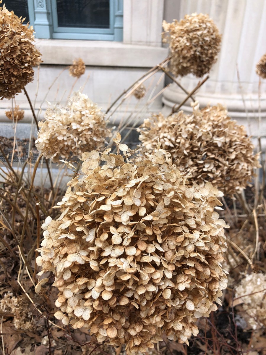 The Start of Something New – Briars & Brambles